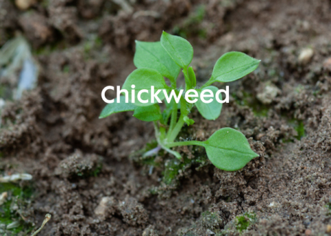 Chickweed - Nufarm UK