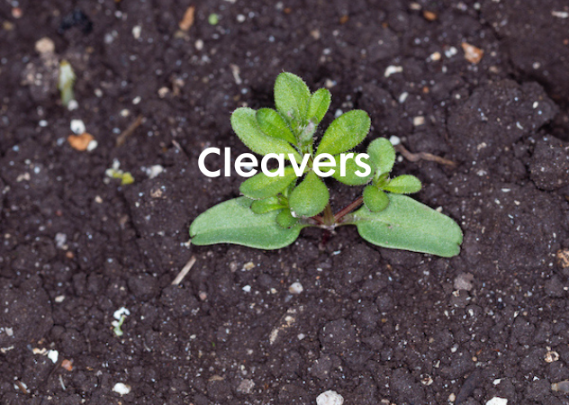 Weed Guide - Nufarm UK