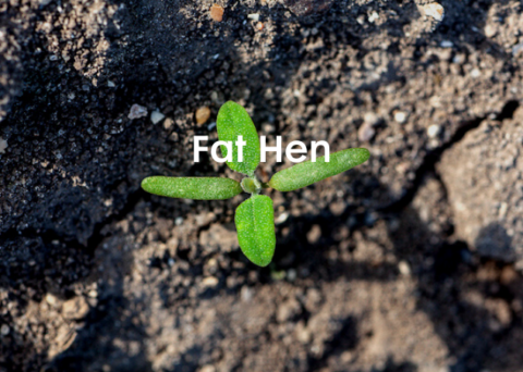 Fat Hen - Nufarm UK