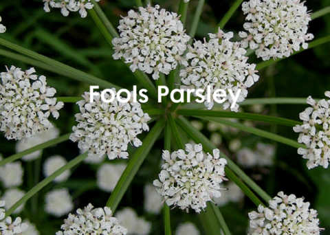 Fools Parsley - Nufarm UK