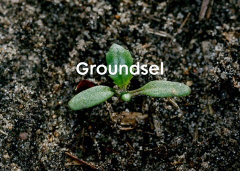 Groundsel - Nufarm UK