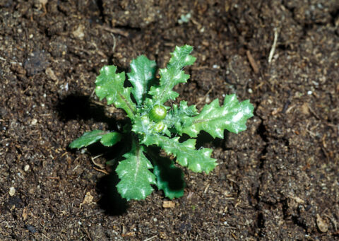 Groundsel - Nufarm UK