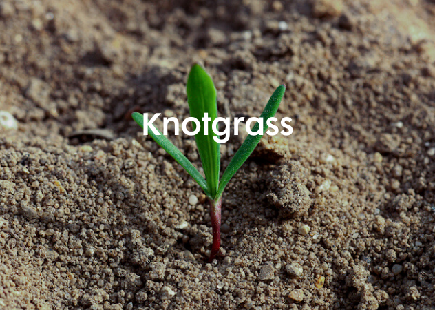 Knotgrass - Nufarm UK