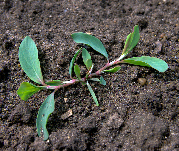 Knotgrass - Nufarm UK
