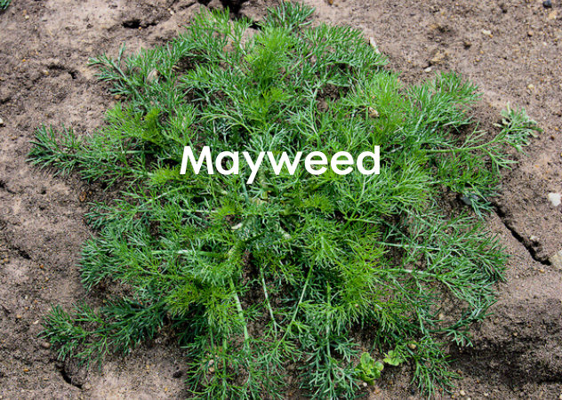 Weed Guide - Nufarm UK