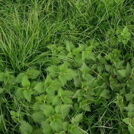 Nettle - Nufarm UK