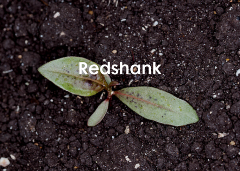 Redshank - Nufarm UK