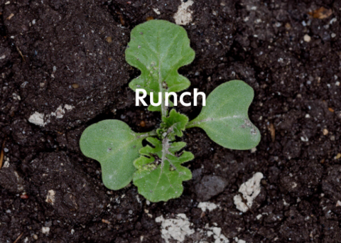 Runch - Nufarm UK