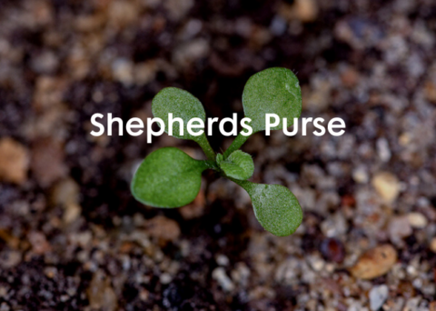 Shepherds Purse - Nufarm UK