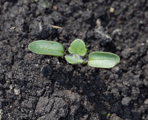Ivy Speedwell - Nufarm UK