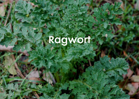 Weed Guide - Nufarm UK