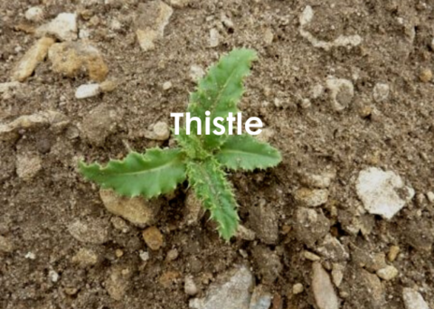 Weed Guide - Nufarm UK