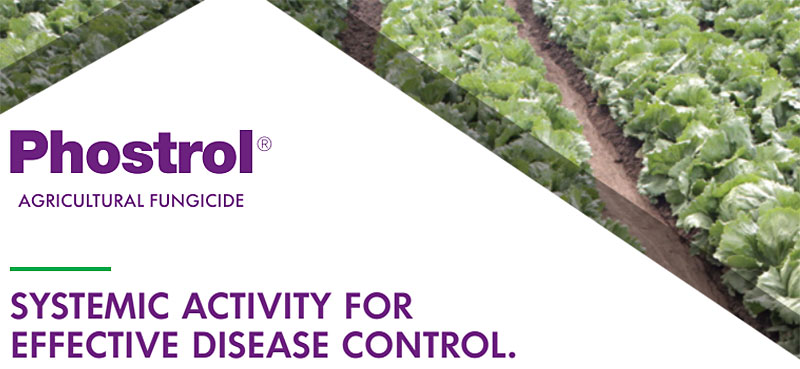 Potato Solutions - US - Crop - US - Crop