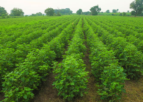 Nufarm takes over Manufacturing of Pentia® - US - Crop