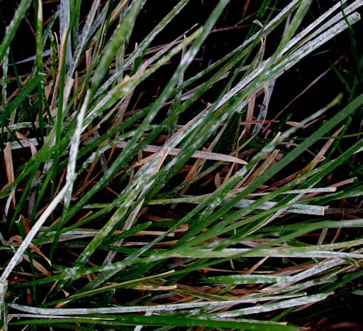Fact Sheets - US - Turf