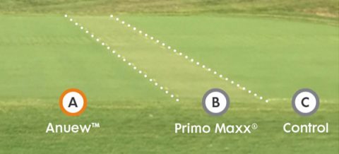 Anuew™ - US - Turf