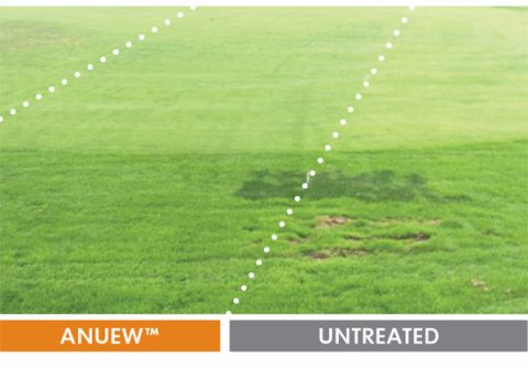 Anuew™ - US - Turf