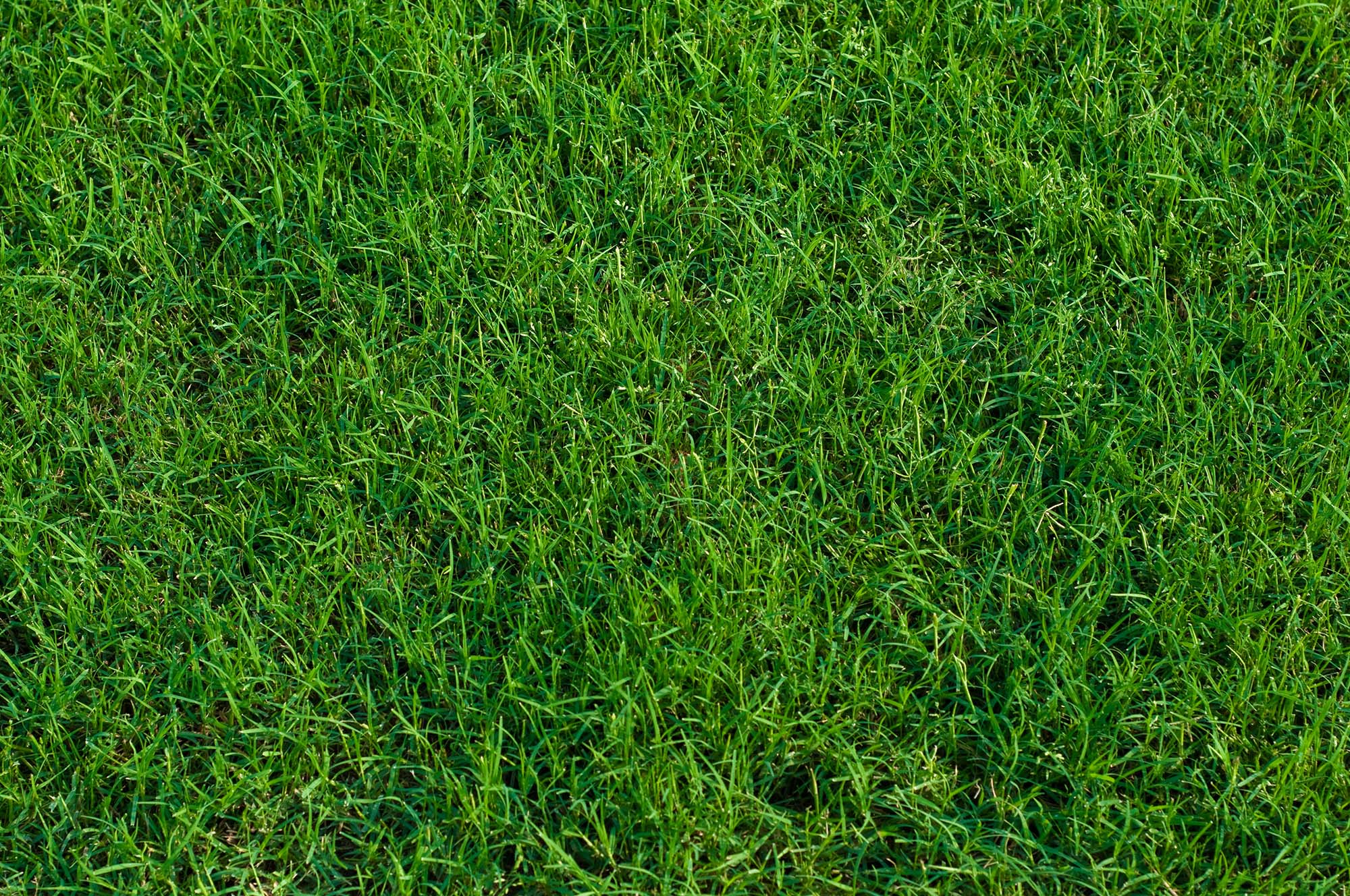 Anuew PGR Receives California Registration for Superintendents - US - Turf