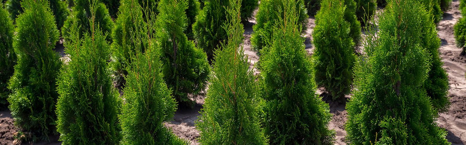 Nufarm Launches SureGuard Xtra Herbicide for Nursery and Landscape - US ...