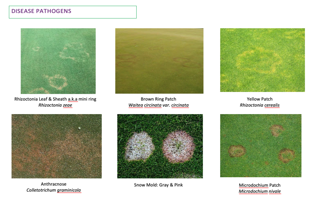 Verdato™ Fungicide - US - Turf