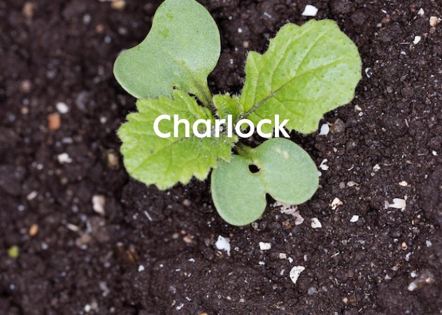 Charlock - Nufarm Hungária