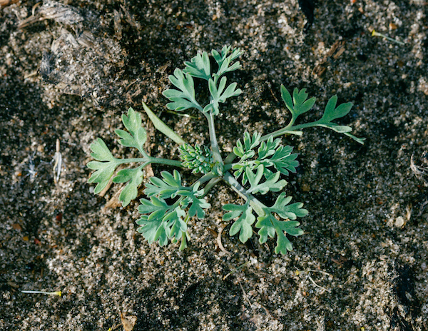 Fumitory - Nufarm Hungária