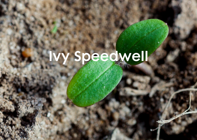 Ivy Speedwell - Nufarm Hungária