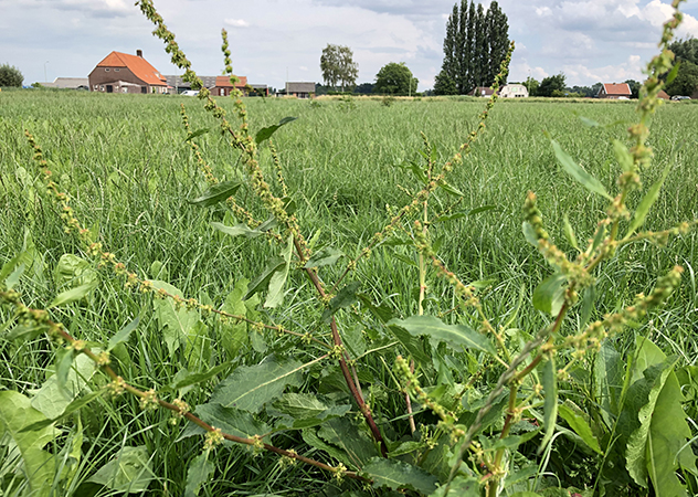 Weer ridderzuring in grasland