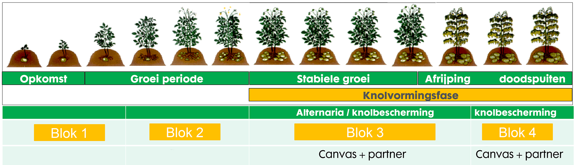 Phytophthora infestans - Nufarm Netherlands
