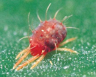 Reset het spintprobleem - Nufarm Netherlands