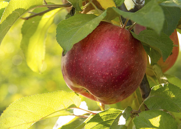 NeemAzal-T/S voor effectieve luisbestrijding in appel - Nufarm Netherlands