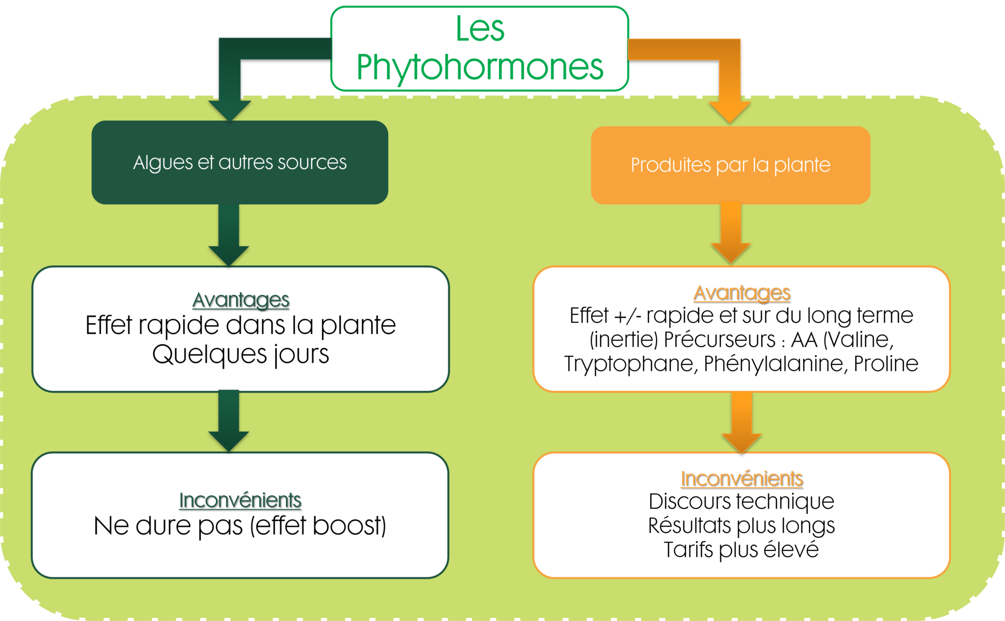 Bien comprendre l'intérêt des phytohormones - Nufarm France