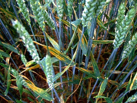 Piloter l'intervention fongicide T3 sur céréales - Nufarm France