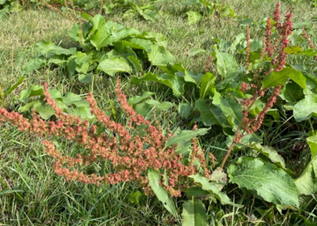 Ridderzuring aanpakken in grasland - Nufarm Belgium