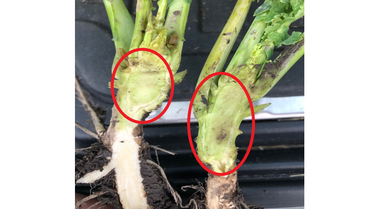 Dags att försäkra höstrapsen med Orius 200 EW! - Nufarm Sweden