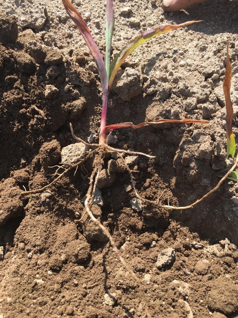 BELEM 0,8MG - Proteção mais próxima da semente - Nufarm Portugal